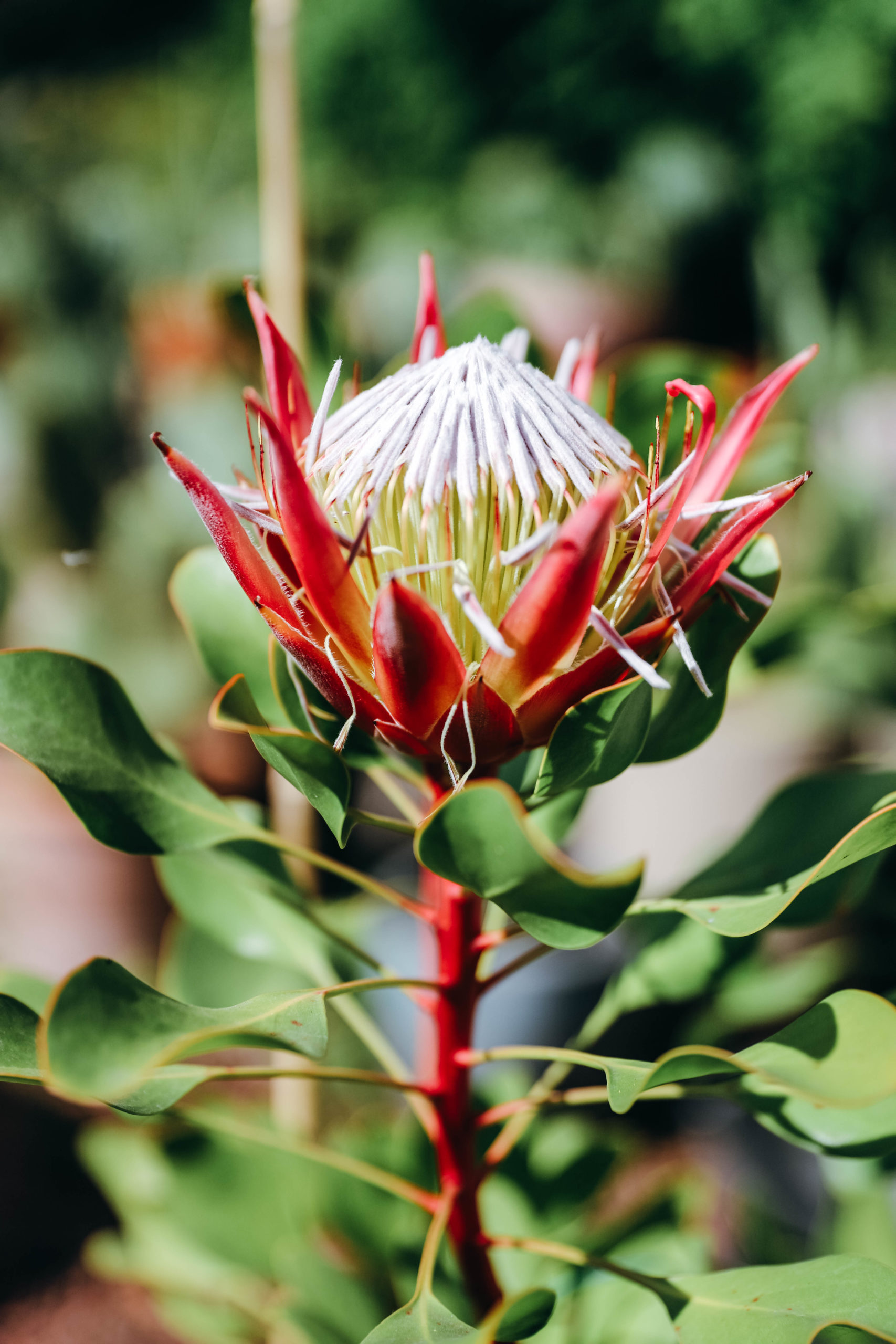 Protea : Plantation, taille et entretien | Jardin Potager